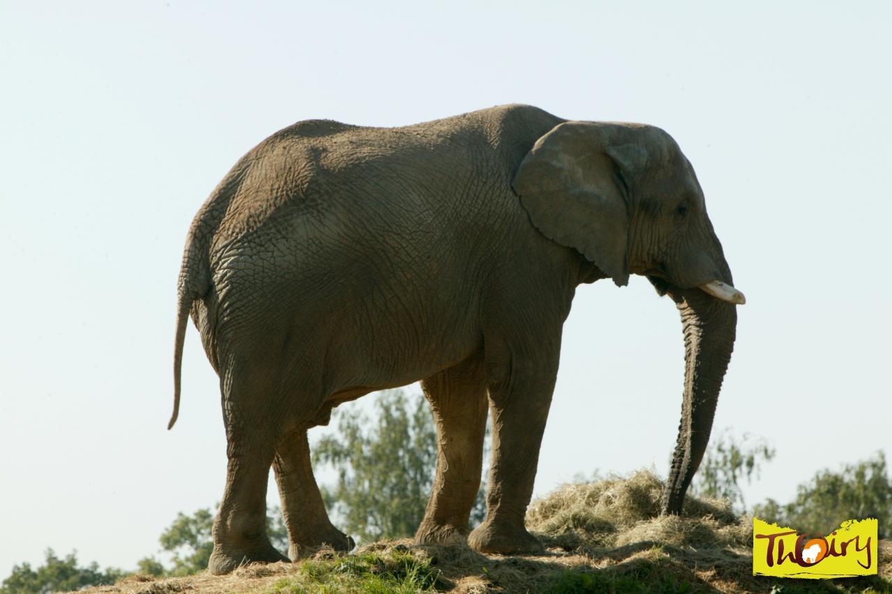 Zoo de Thoiry : guide 2023 visite safari, promos, accès, carte, vidéos ...