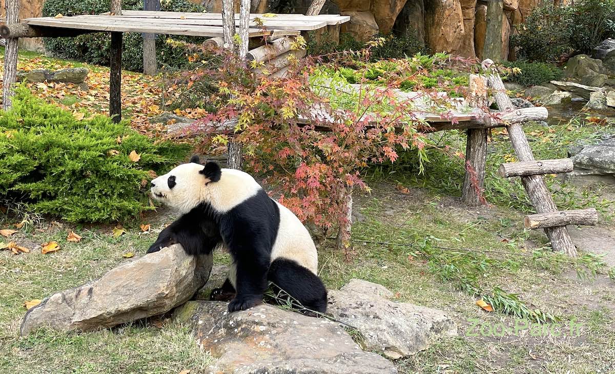 1ère visite au Zoo de Beauval : préparation, conseils et infos ...