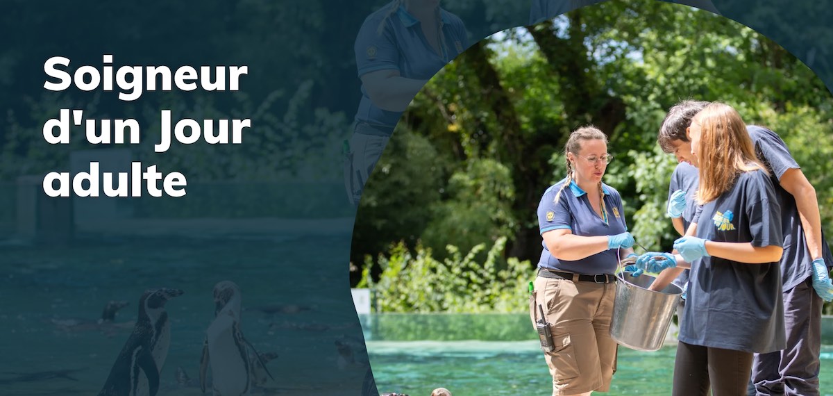 Soigneur d'un jour Panda : c'estGuide Zoos Zoo-Parc.fr