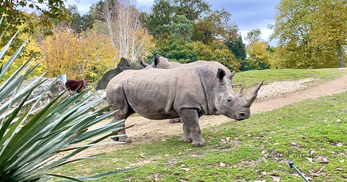Fréquentation Zoos et parcs animaliers en France (classement 2025, top ...