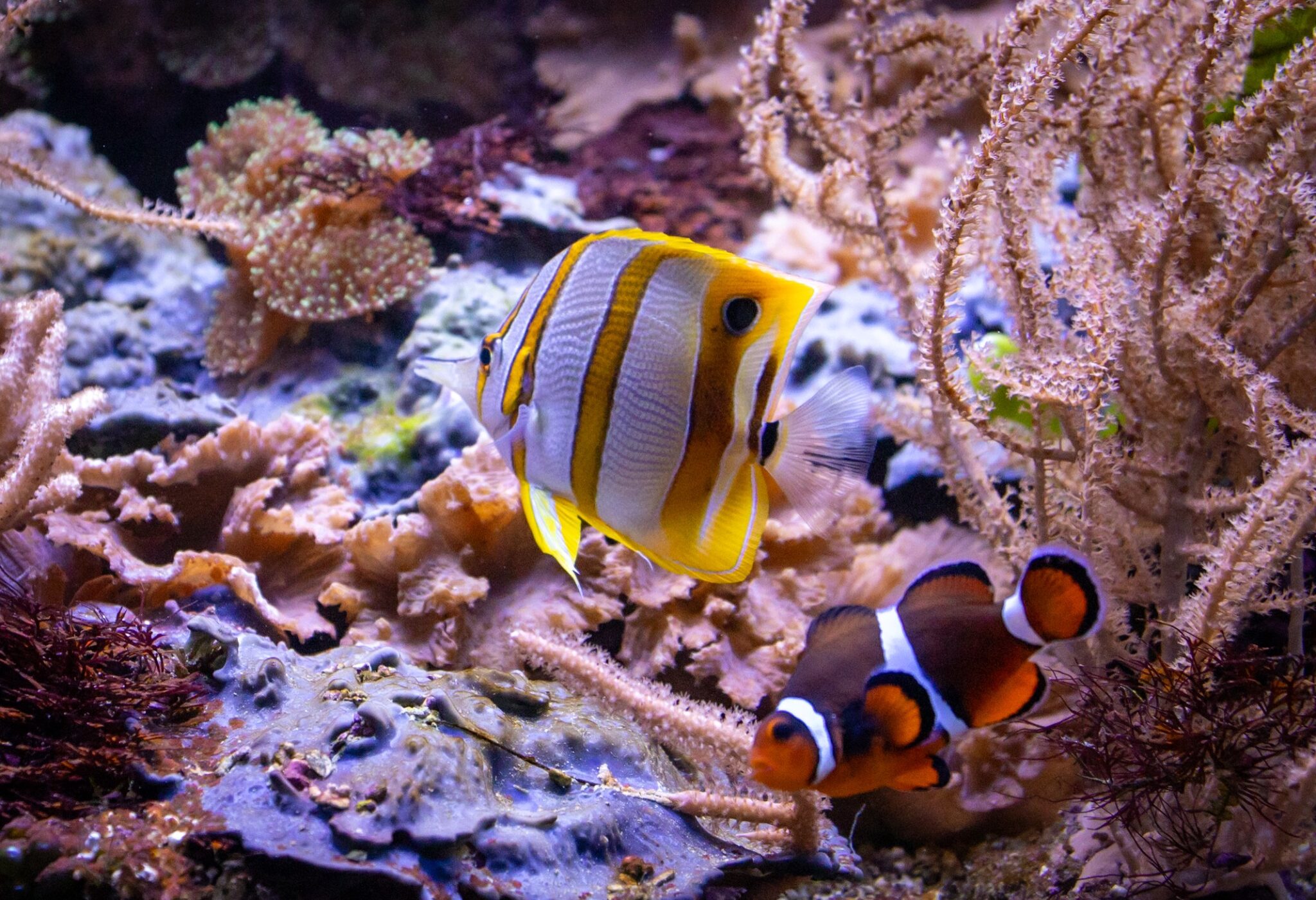 Aquarium de Lyon 2025 Billet Tarif Promo Adresse OuvertureGuide Zoos ...