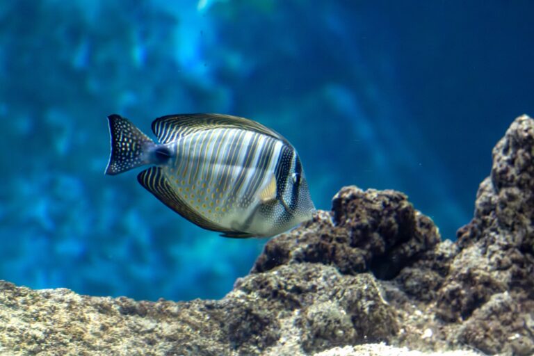 Aquarium de Lyon 2025 Billet Tarif Promo Adresse OuvertureGuide Zoos ...