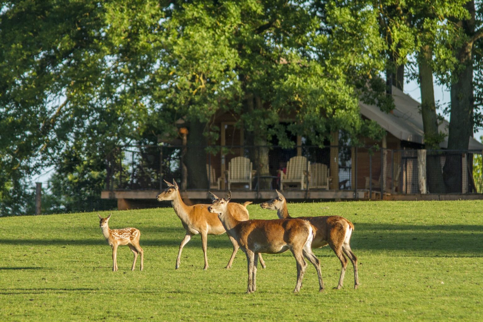 Les nouveautés zoo 2025 à voir dans plus de 30 parcs animaliers et ...