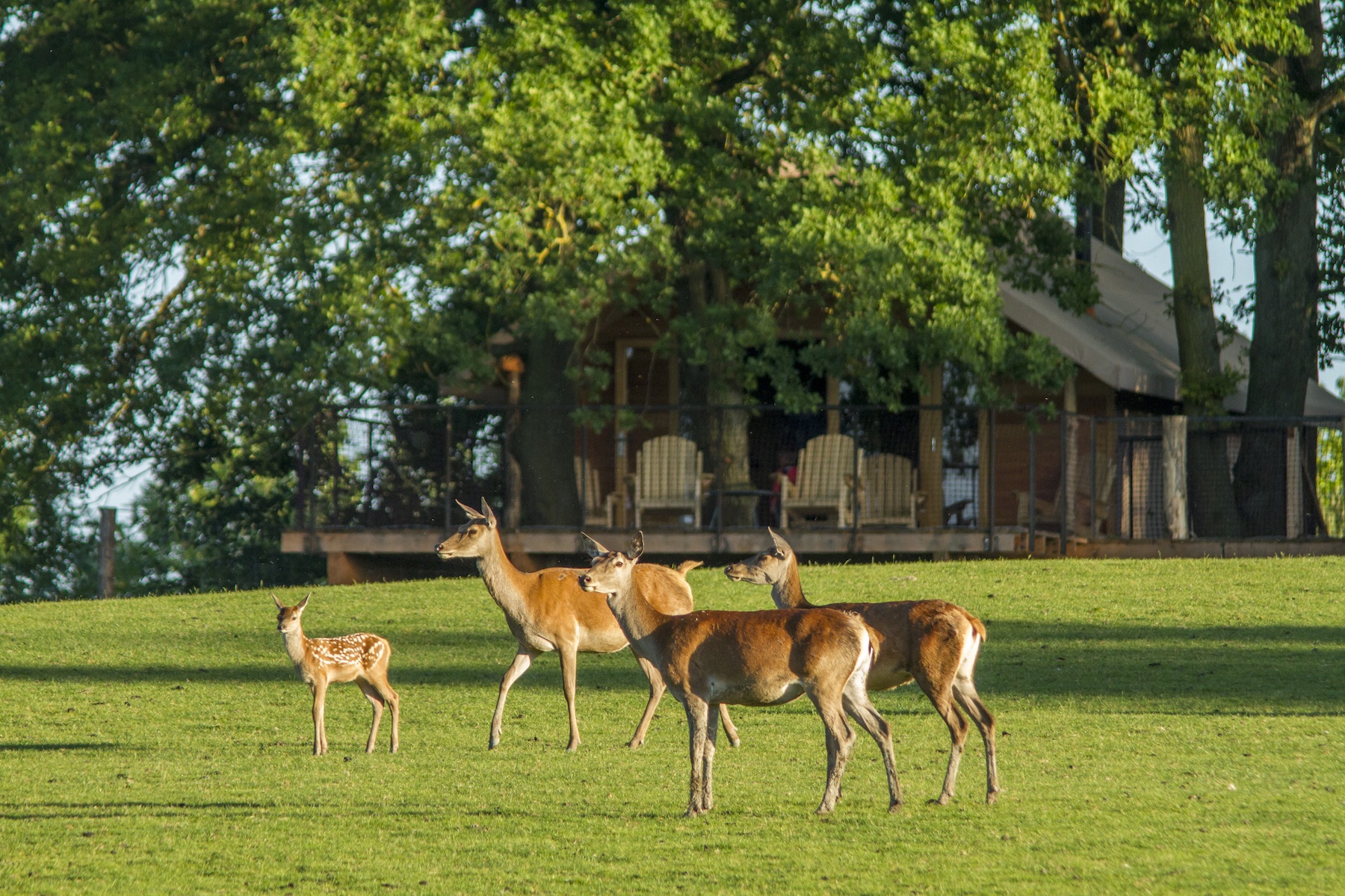 Les nouveautés zoo 2025 à voir dans plus de 30 parcs animaliers et ...