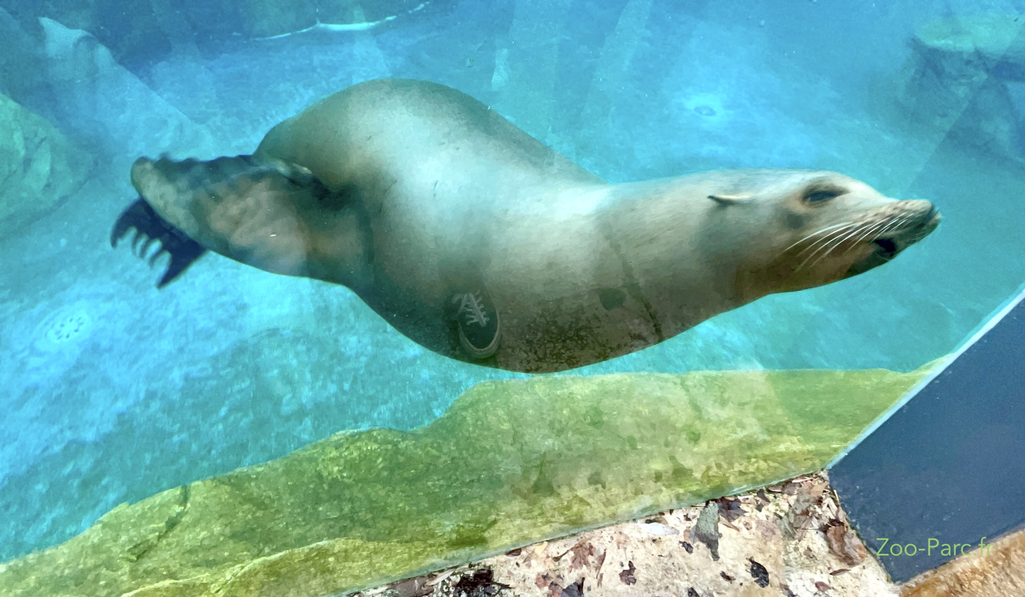 Beauval quand il fait chaud, en cas de canicule : fermeture, visite, tout ce qu’il faut ...